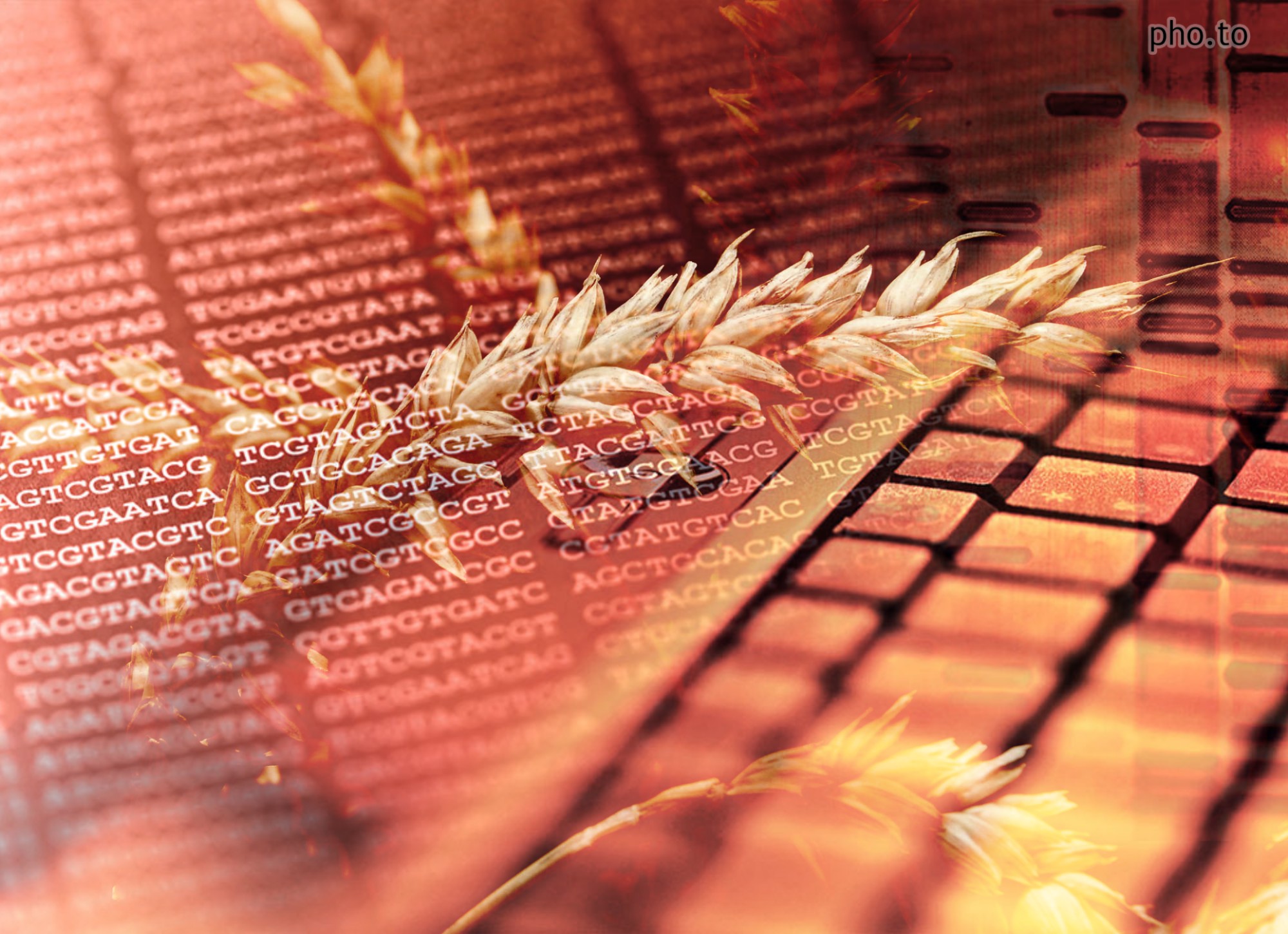 Accueil - Wheat Genome Sequencing Gets Major Boost